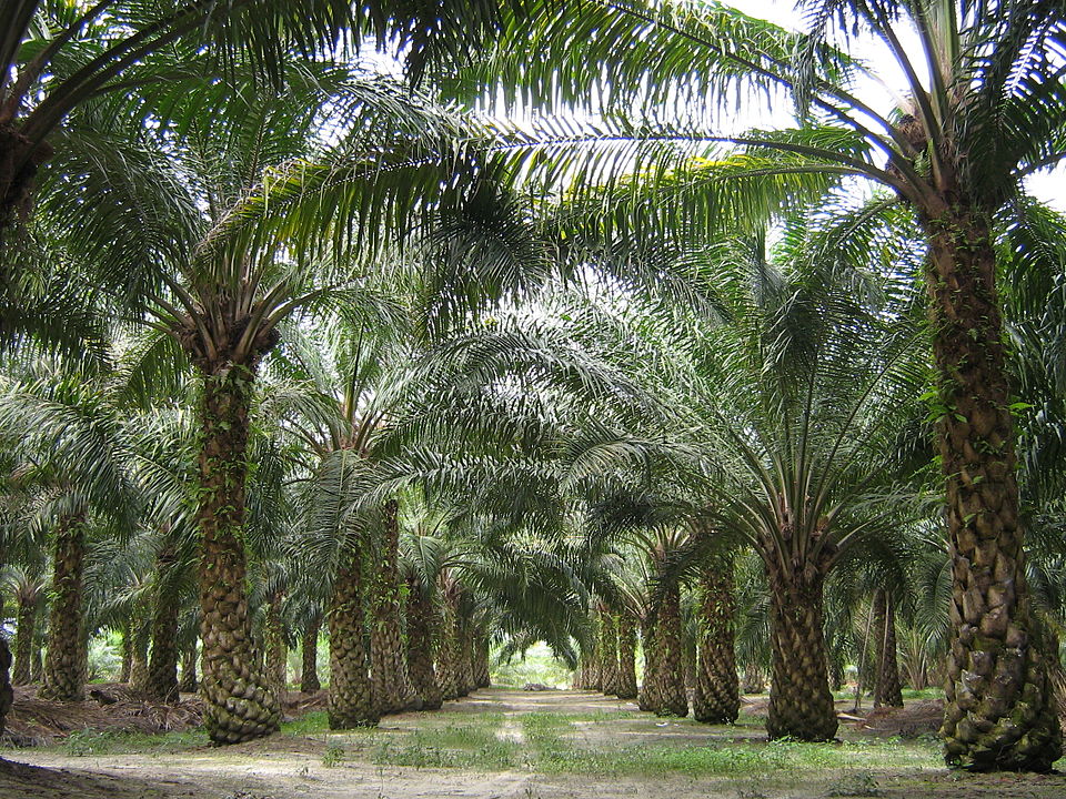 Golden Agri-Resources, Ltd. - Tharawat Magazine Golden Agri-Resources, Ltd. - Tharawat Magazine